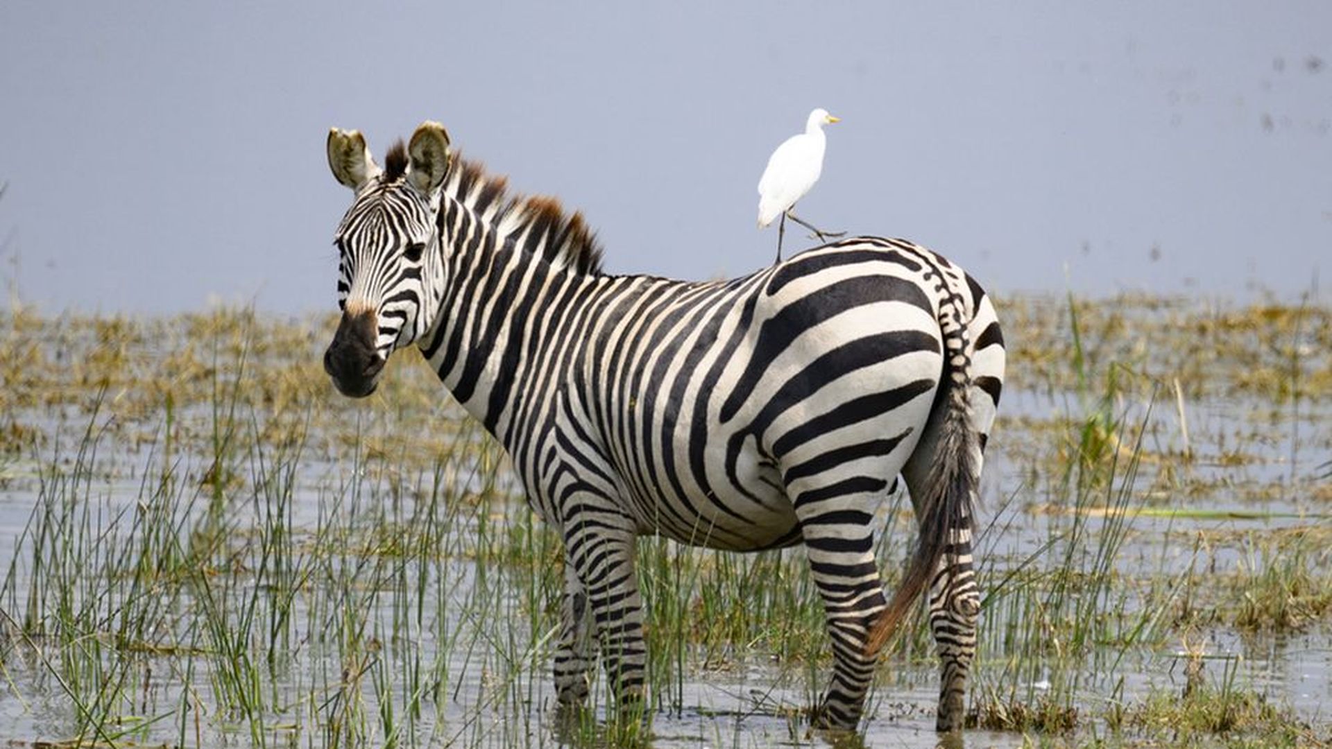 Zebra striping, zero rischio sbornia: la tendenza virale tra la Gen Z