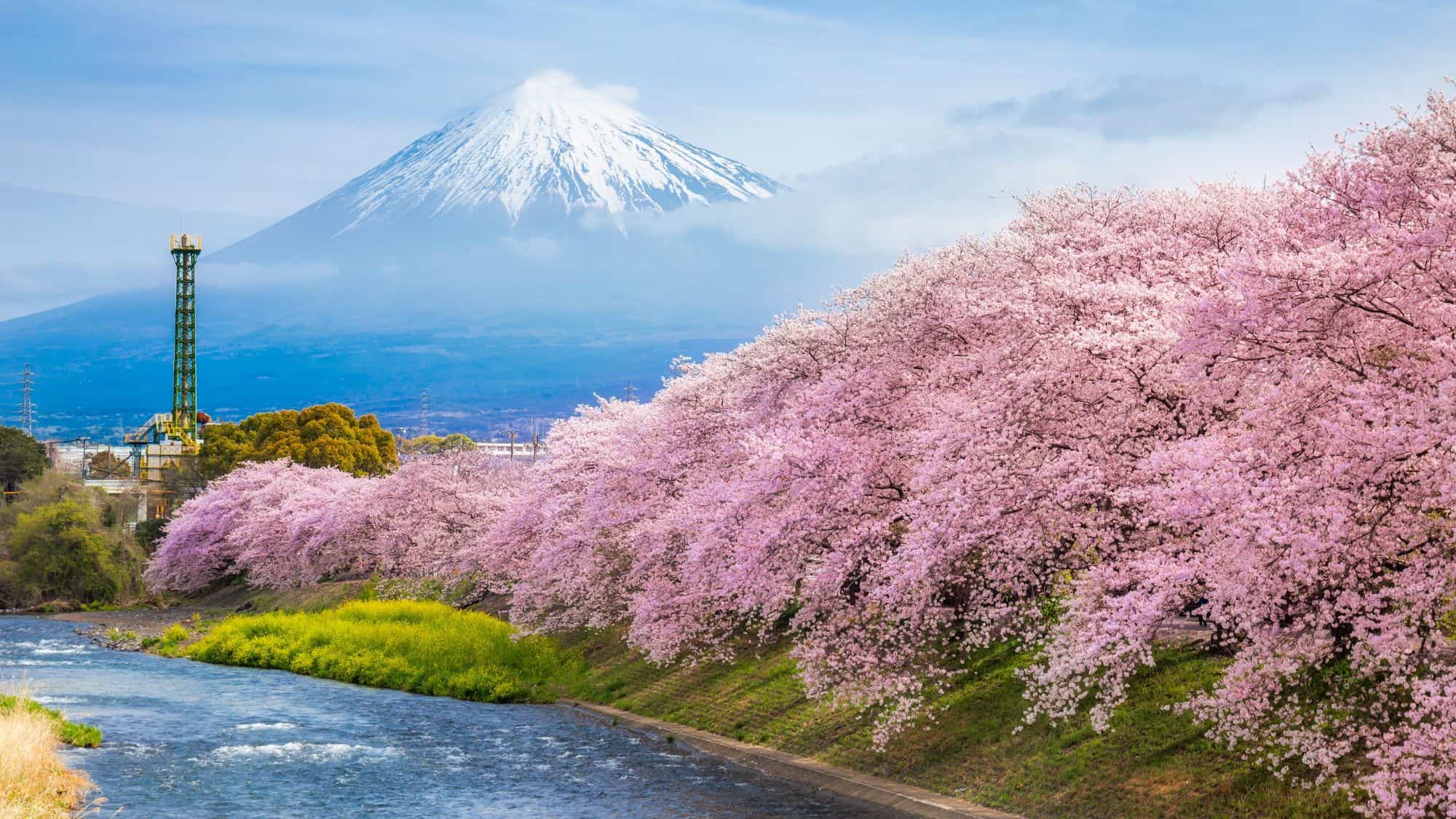 When cherry blossoms bloom in Japan, everything changes — here’s how to ...