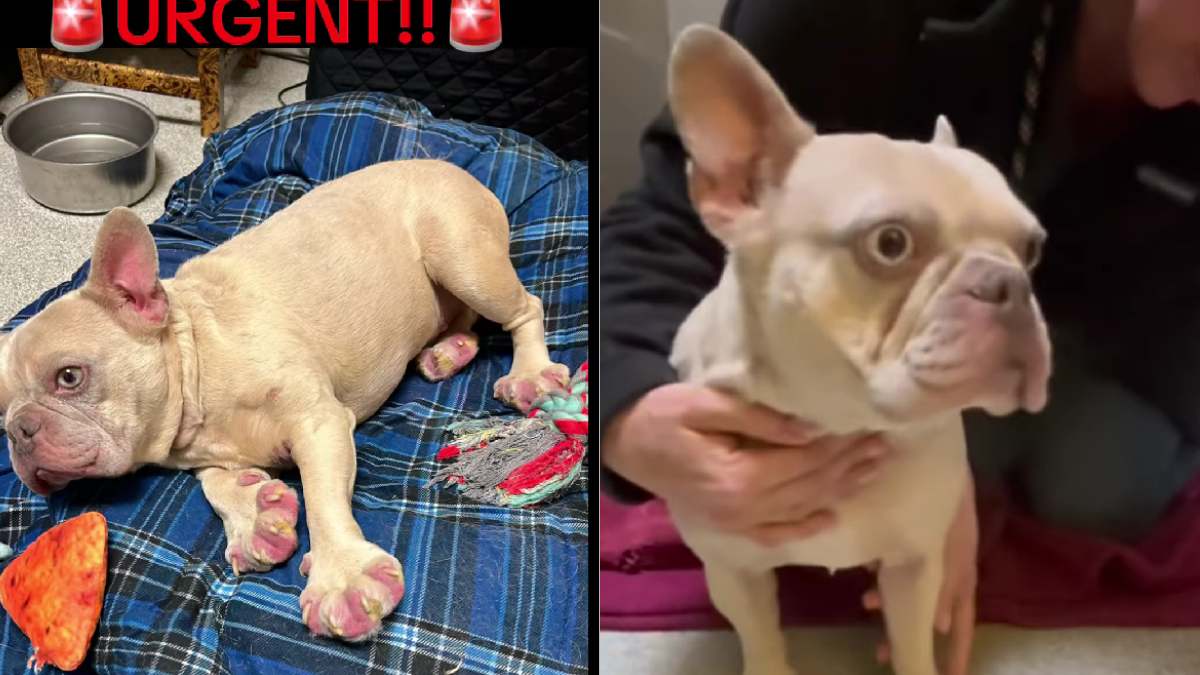 Rescue Dog Pierre Was Neglected and Returned—Now His Elongated Soft ...