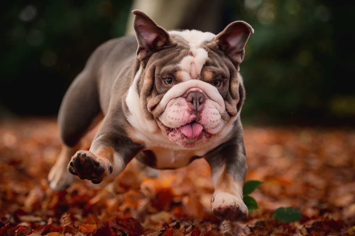 Bulldog's Dramatic Pity Party to 'Test' Mom Ends With Epic Yoga Pose