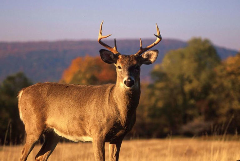 ‘Zombie deer disease’ spreads to another West Virginia county ‘Zombie deer disease’ spreads to another West Virginia county