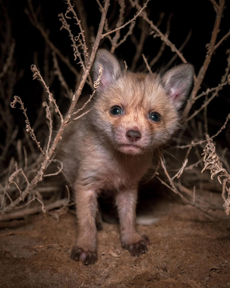 Rare Sightings: Kuwait's Arabian red fox population on the rise