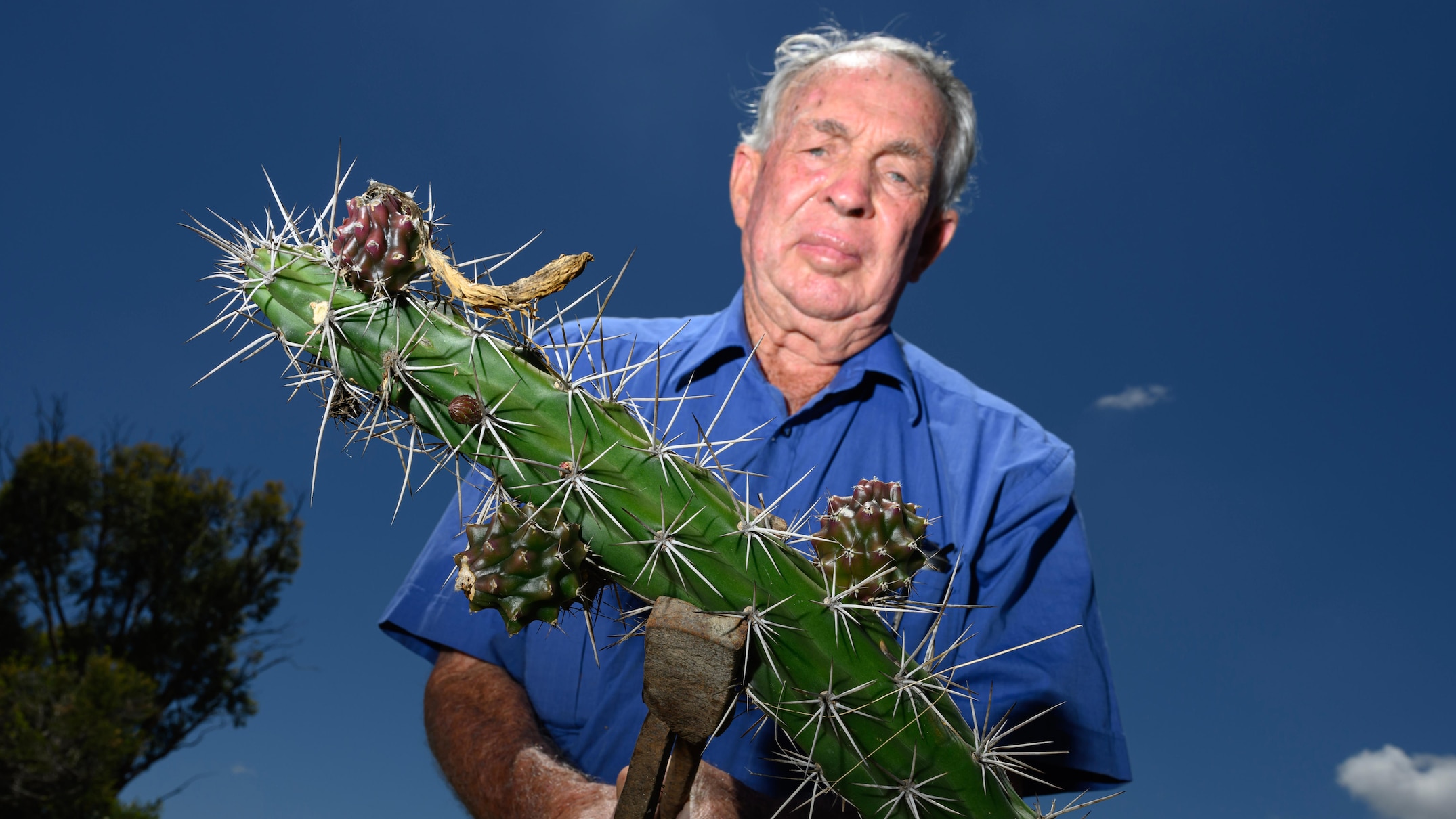 'Ineradicable' harrisia cactus spreads, killing animals and hurting people