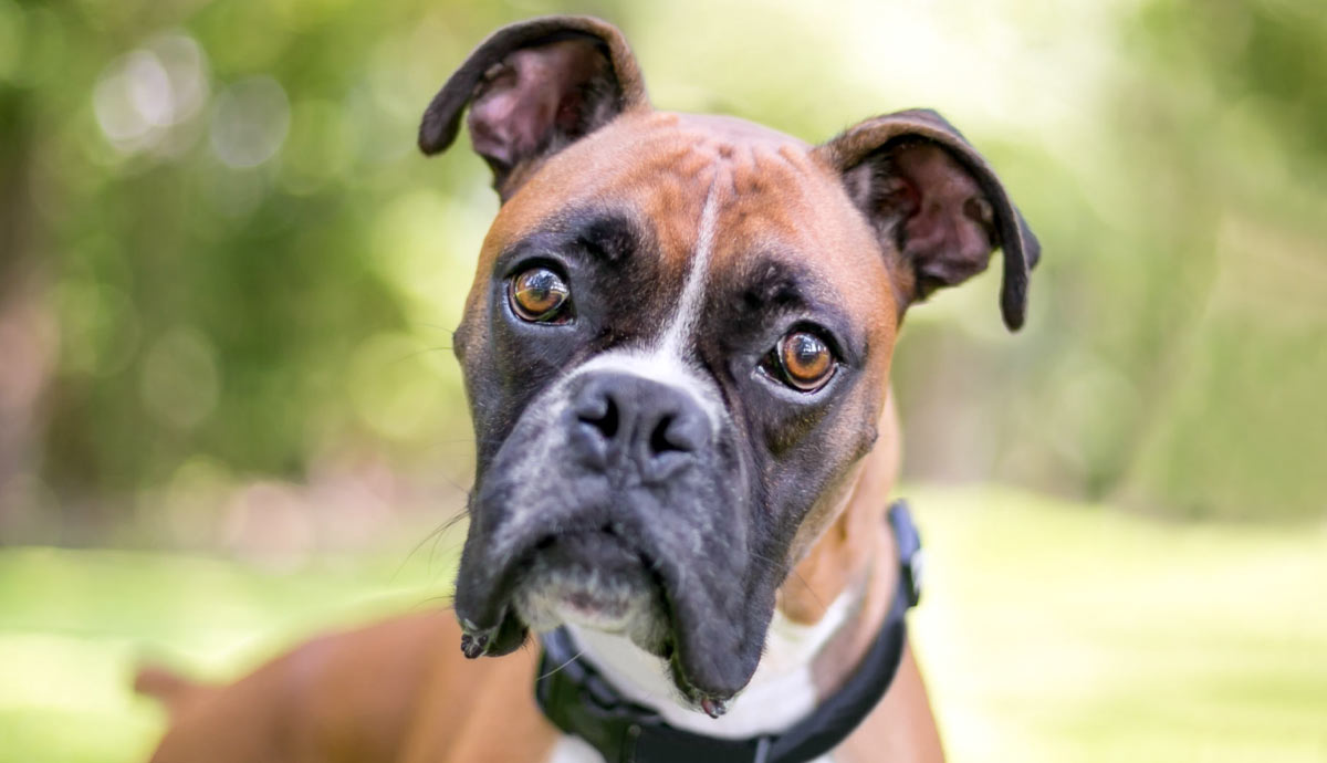 The Playful and Energetic Boxer: What to Know