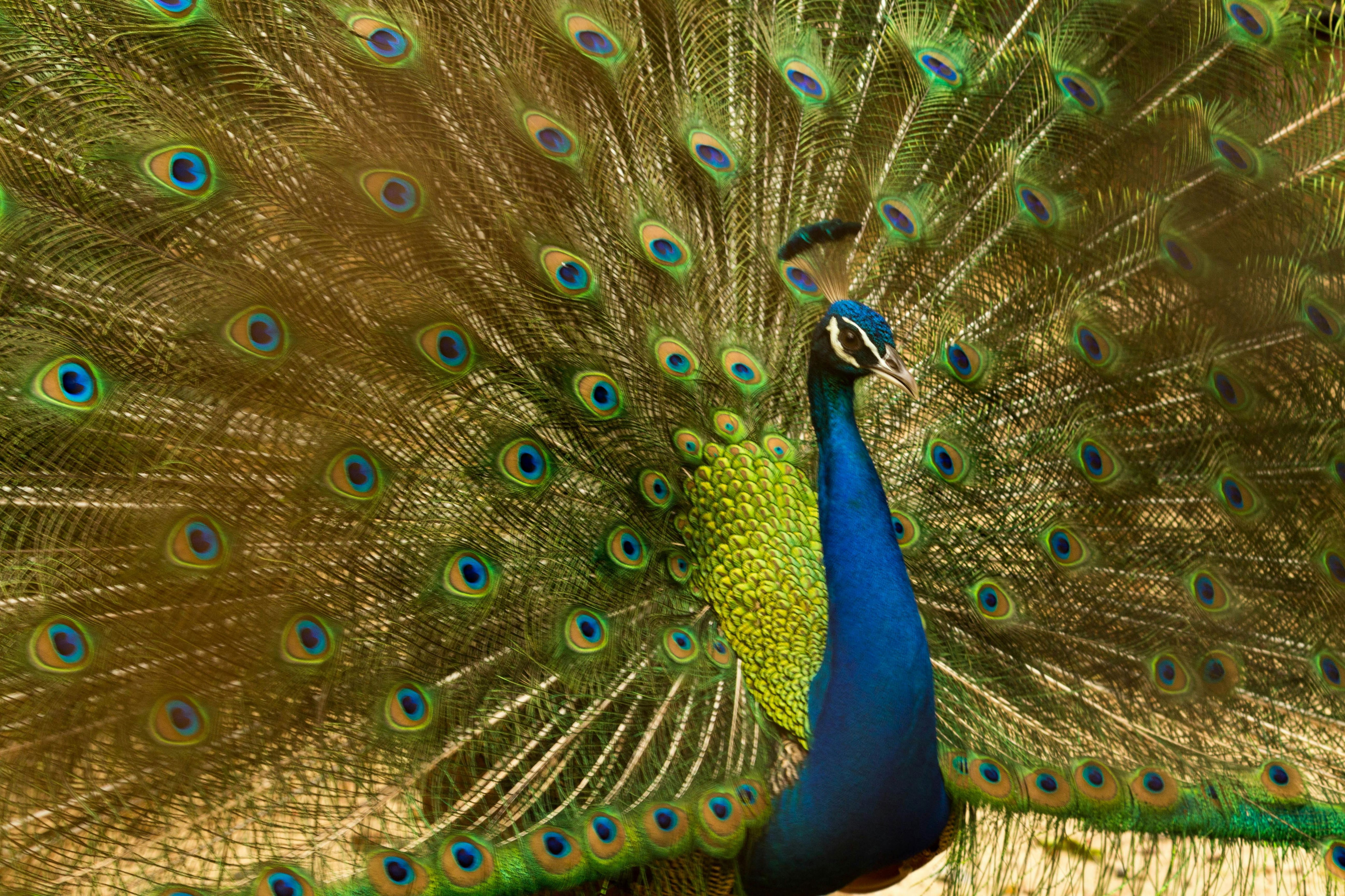 5 Facts About the Indian Peafowl
