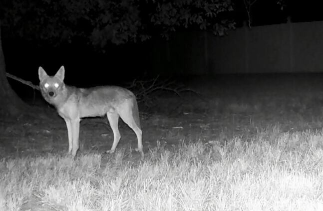 Kansans urged to share thoughts on coyote night vision hunting season