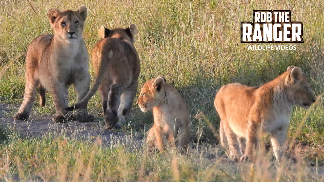 Watch lion cubs play on the road in Maasai Mara Safari Zebra Plains