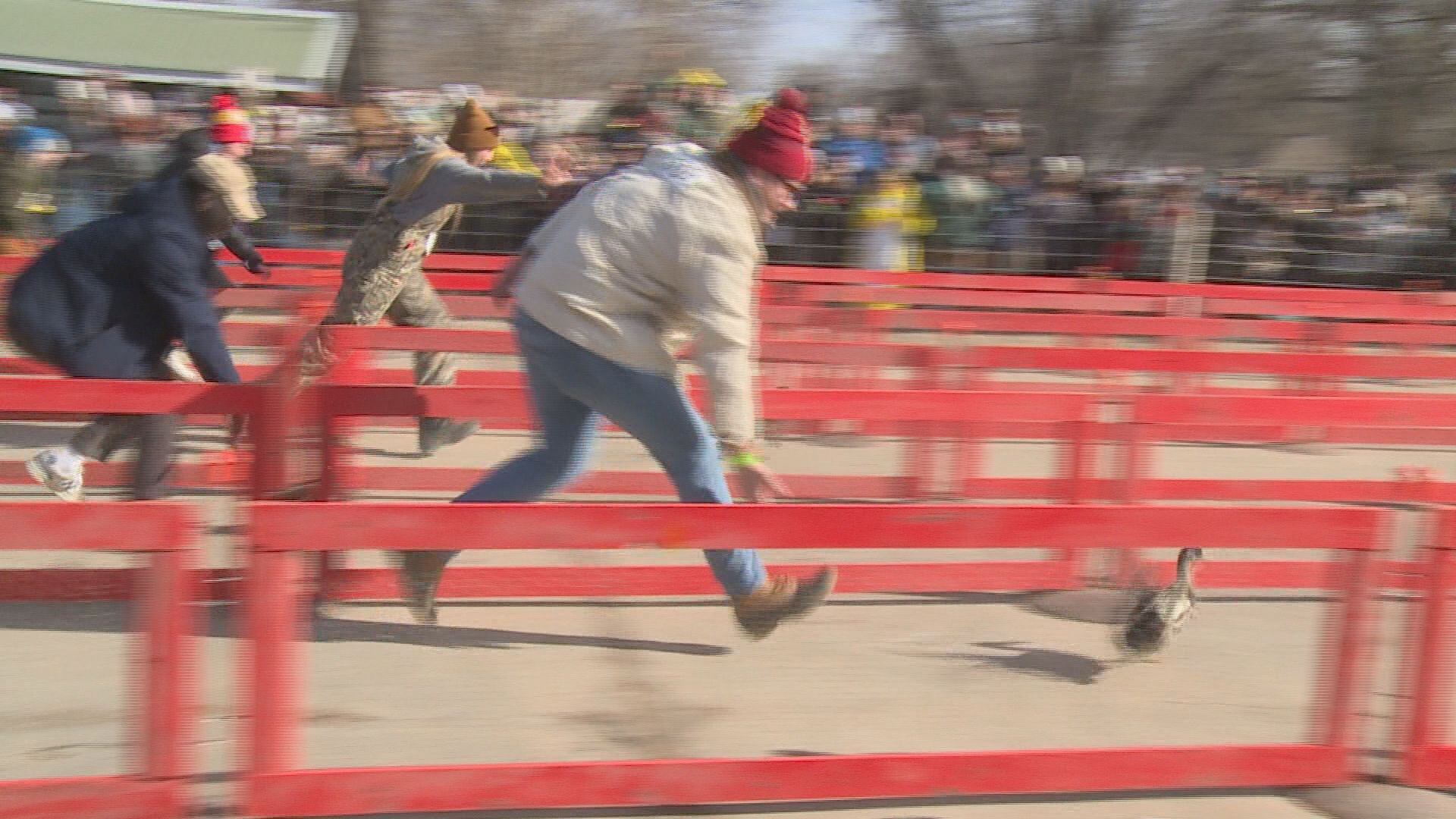 Mallard madness hits Avoca for the 43rd annual “Quack-Off”