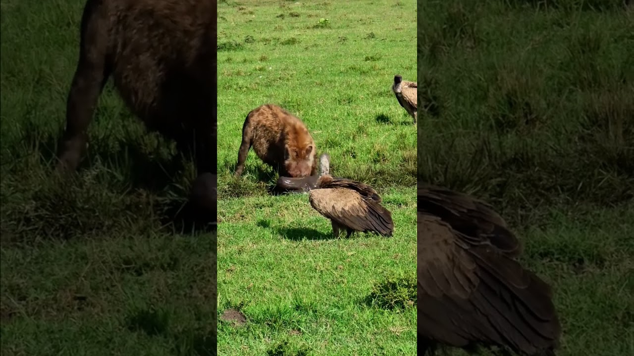 Hyena rescues calf from thick mud in daring escape