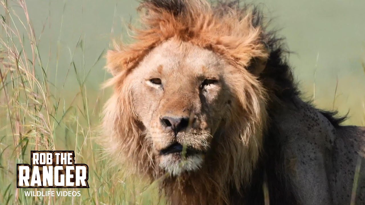 Lion pride slowly begins moving across Mara plains