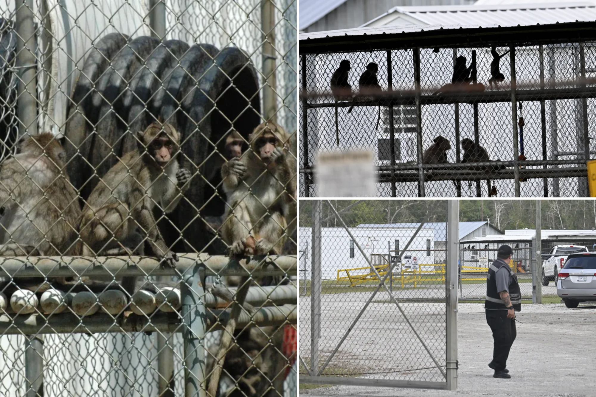 Last of the 43 monkeys that fled S.C. lab return — lured by peanut ...