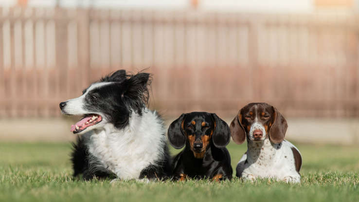 17 Dog Breeds I Would Never Get And The Surprising Reasons Why 17 Dog Breeds I Would Never Get And The Surprising Reasons Why