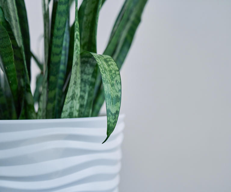Snake plant leaves curling? I discovered the cause behind this common ...