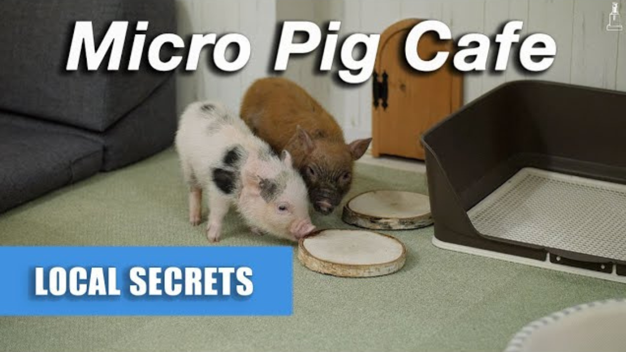 Tokyo's New MINI PIG Cafe!