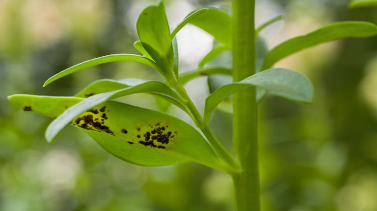 Tips To Prevent Diseases From Taking Over Your Snapdragon Flowers