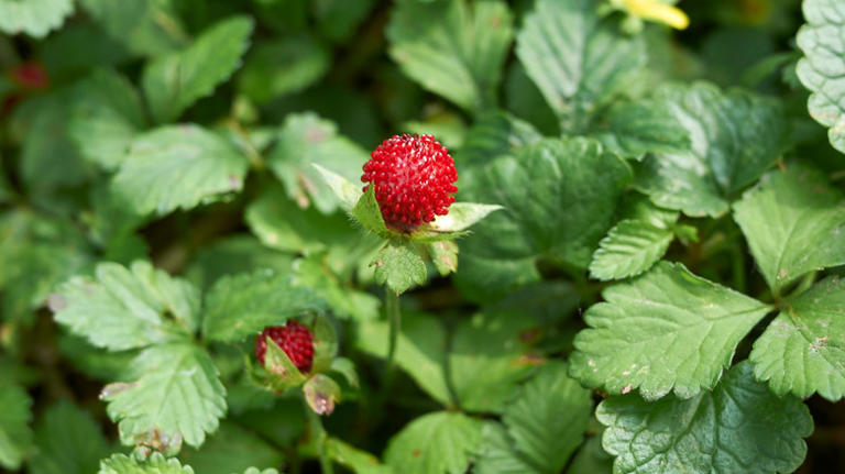 Wild Vs. False Strawberries: What Do You Have And Why Does It Matter?