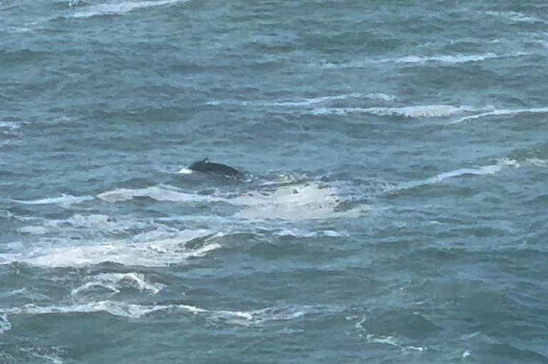 Humpback whale filmed off Cornish coast in incredible sight