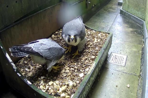 Watch every swoop, preen and perch as cathedral peregrine falcon ...