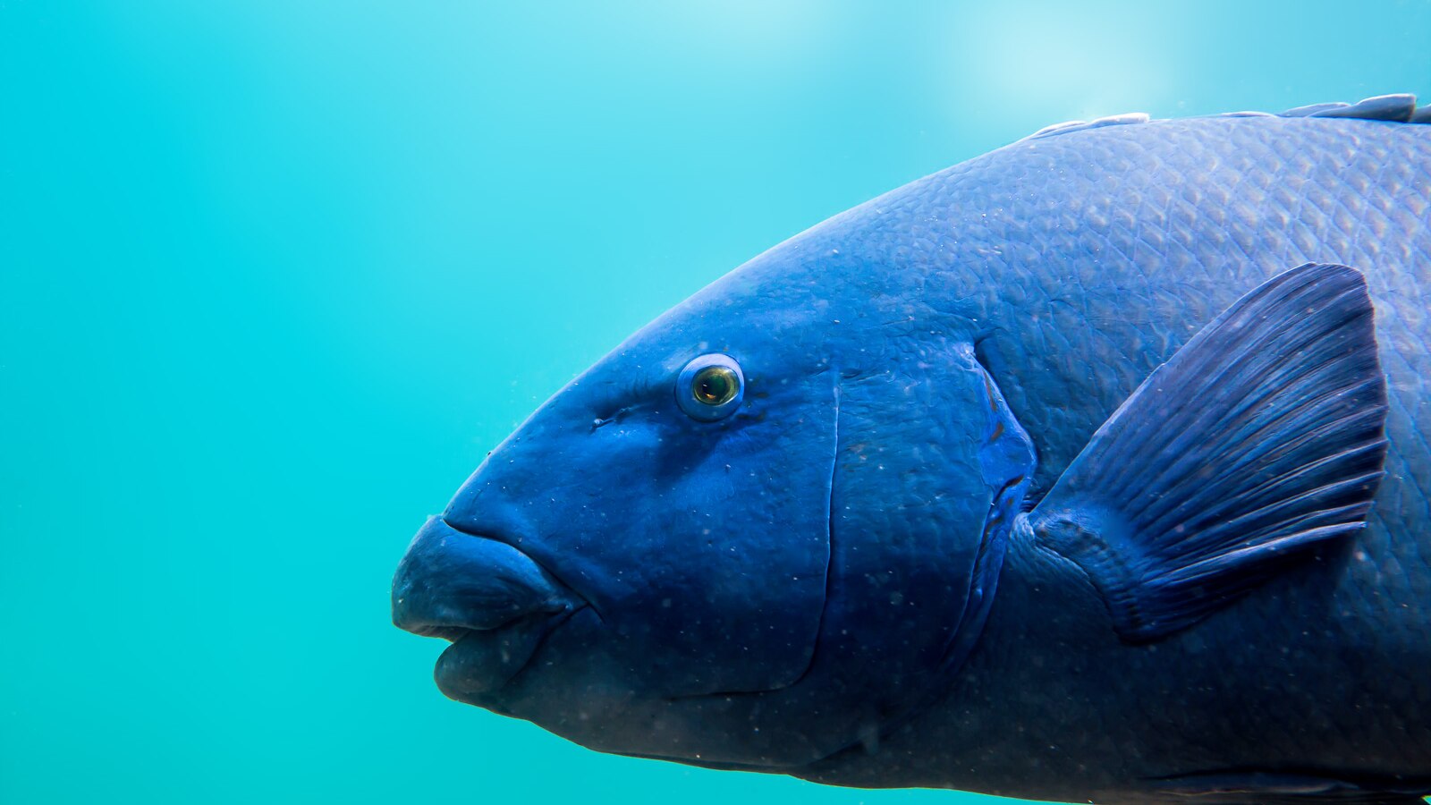 NSW government yet to decide if one-year ban on fishing eastern blue ...