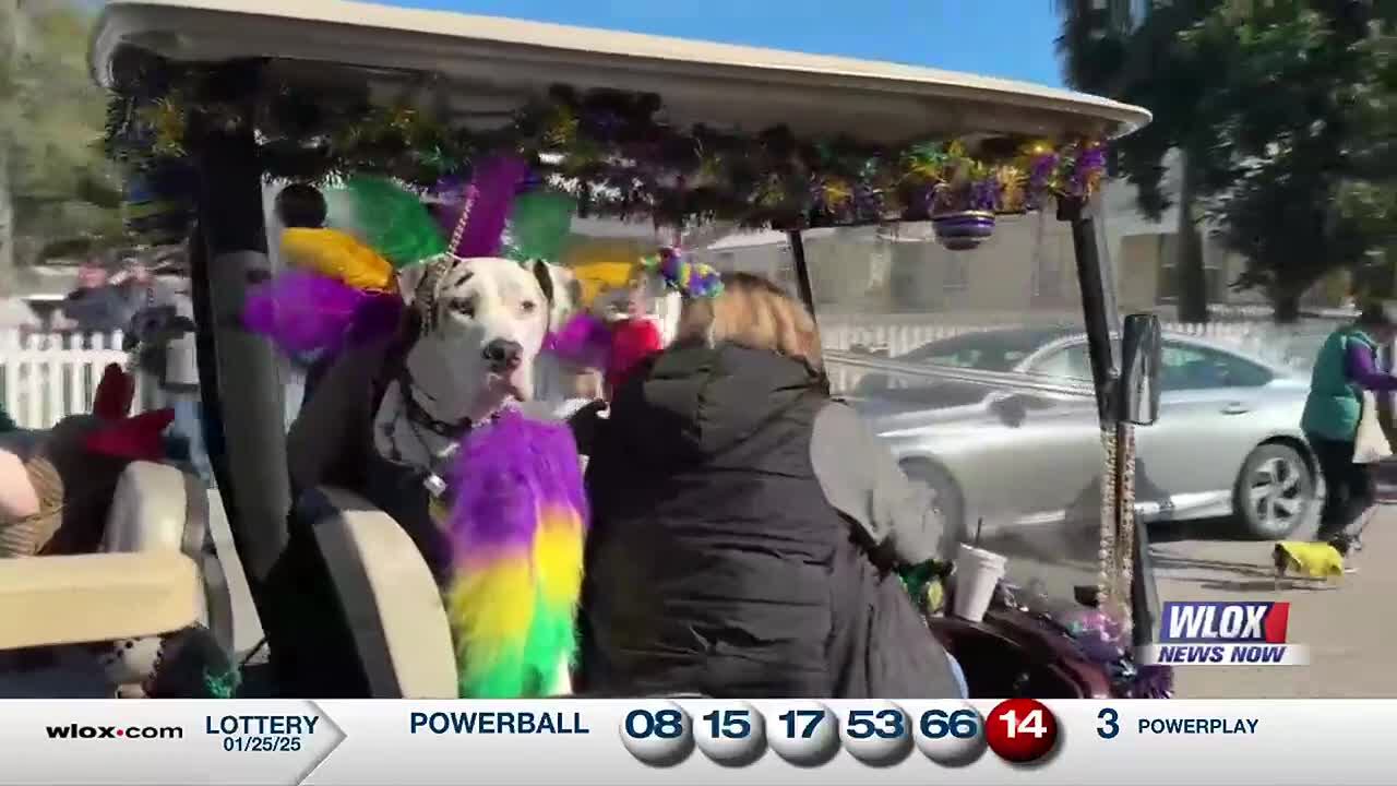 Mardi Gras may be over, but two more pet parades will roll in South ...