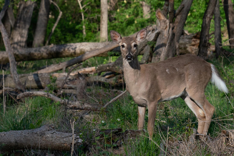 Chronic wasting disease, an unstoppable killer of deer, creeping closer ...