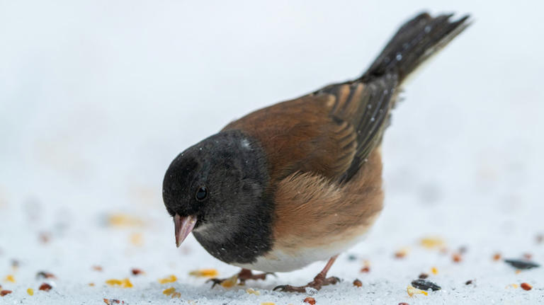 Tips For Attracting Beautiful Dark-Eyed Junco Birds To Your Yard In The ...