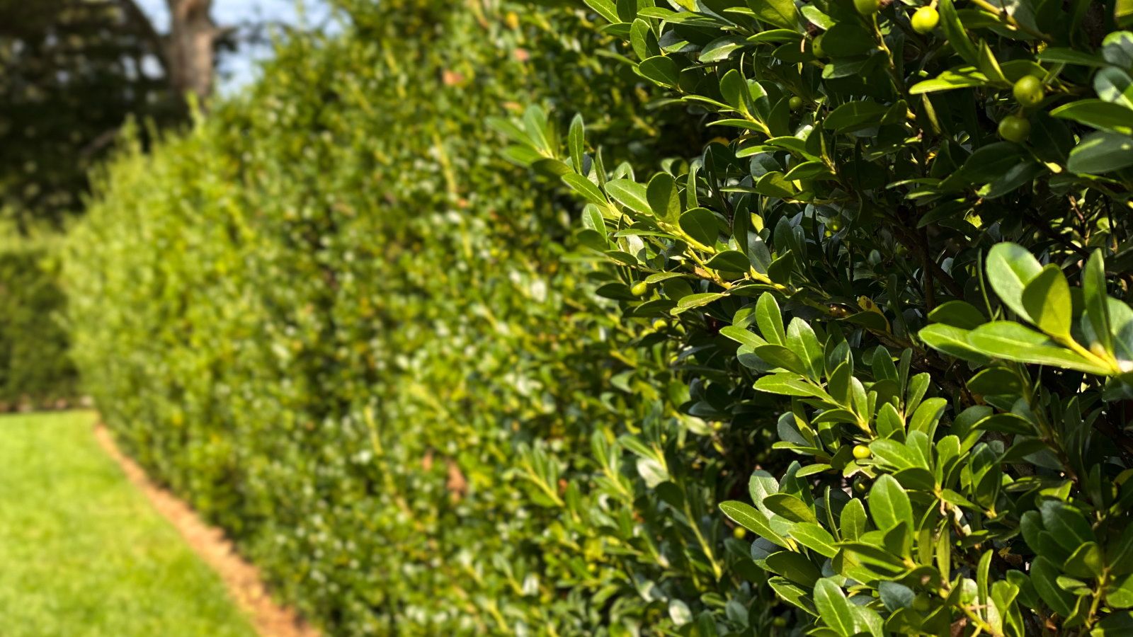 7 ways to avoid bad hedge cutting – gardening professionals reveal the ...