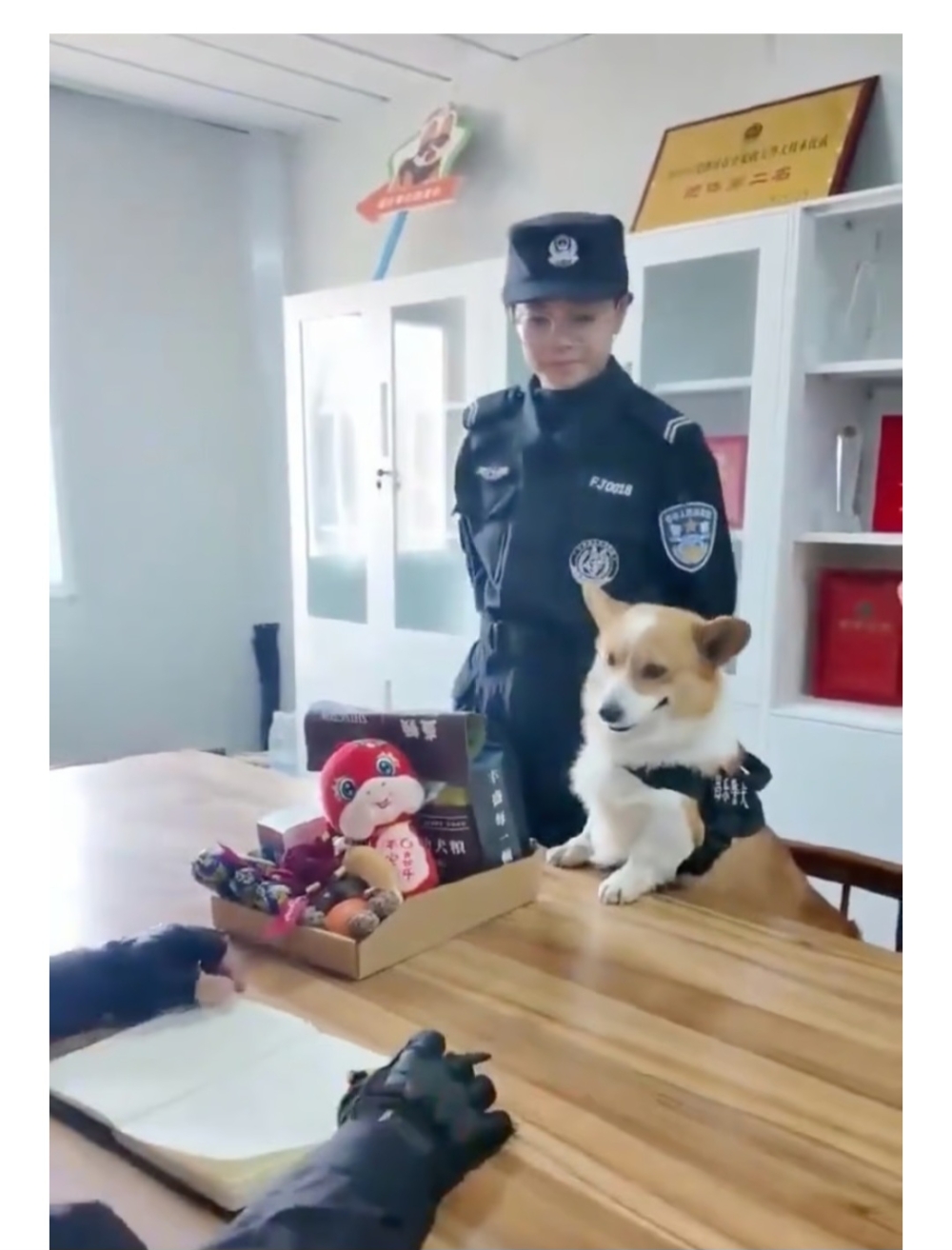 China’s first corgi police dog docked bonus for workplace antics