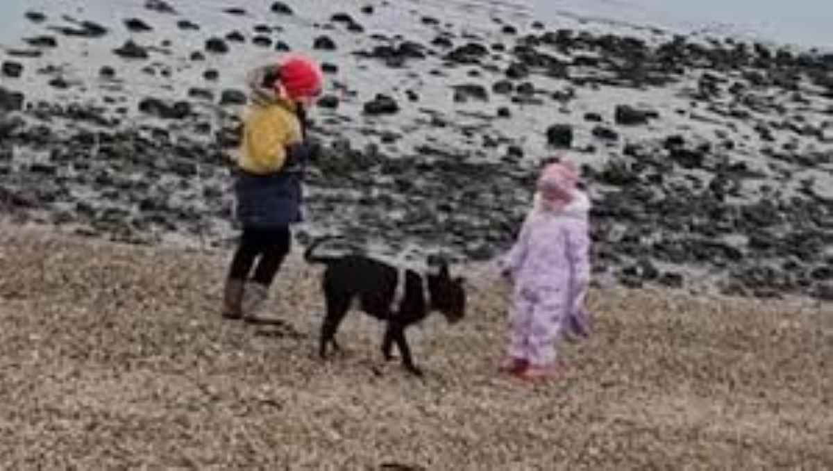 Una giornata speciale per il cane Buddy: la famiglia gli regala un ...