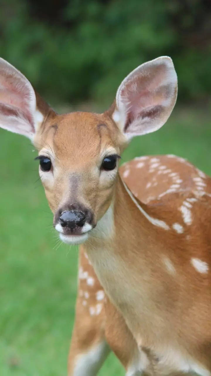 10 most beautiful brown animals that are nature's marvels