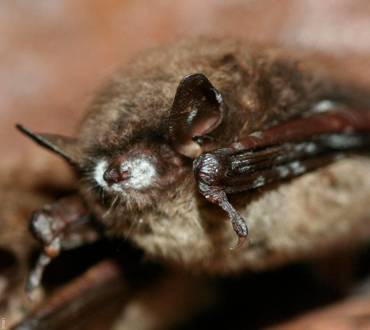After years of a brutal killer fungus, bats in N.B. are showing signs ...