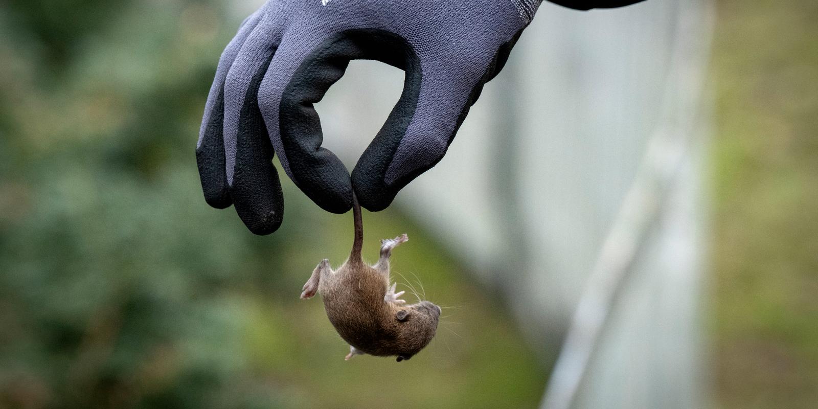 En miljon råttor fångades in