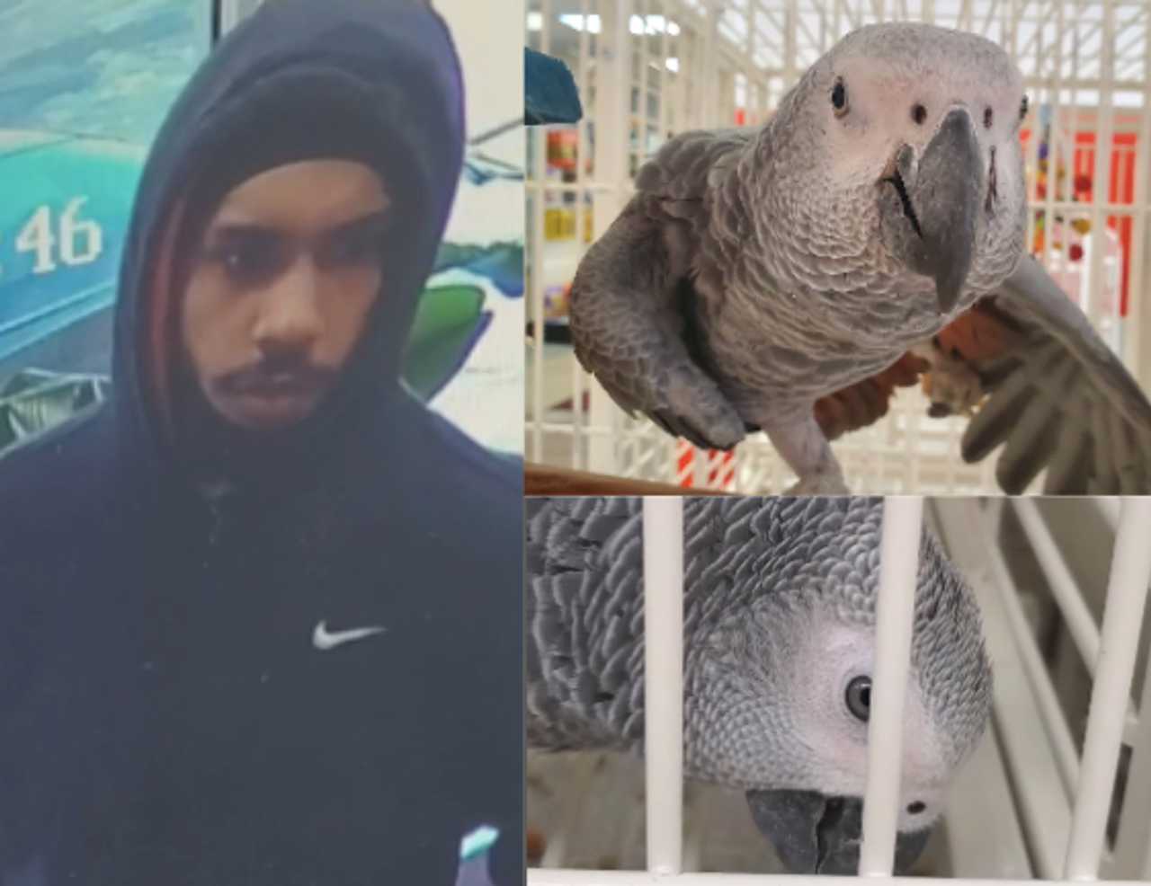 Video Shows Thief Fire Off Text Before Swiping $7K Parrot From Bergen ...