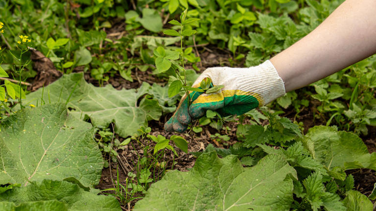 Lawn Care Tips To Prevent Weeds From Growing Under Trees