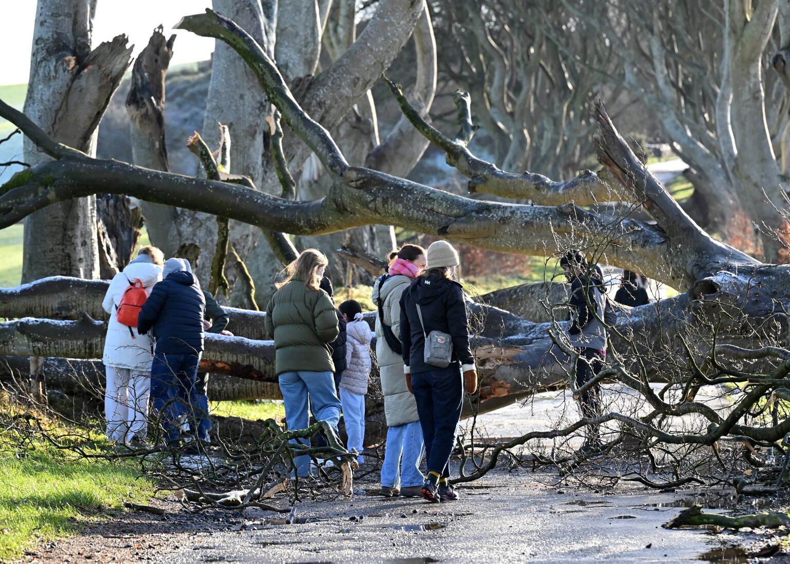 Storm Éowyn: Dark Hedges trees felled by the force of the winds