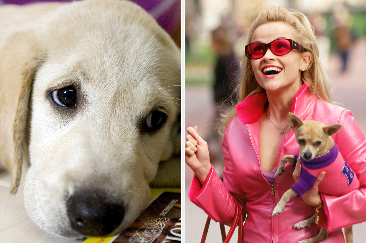 Vets Are Warning Dog Owners About This Seemingly Harmless Way They Show ...