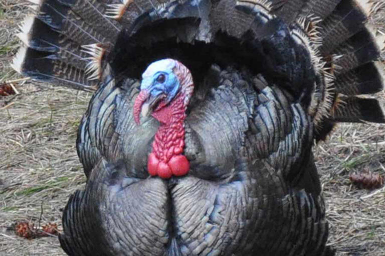 Applications for spring turkey controlled hunts open Feb. 1