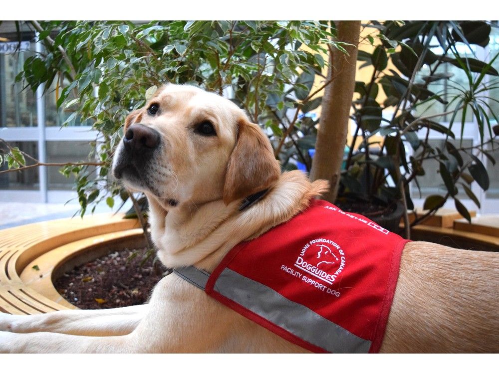 'The calm in the chaos': Meet Darwin, Nova Scotia's only facility ...