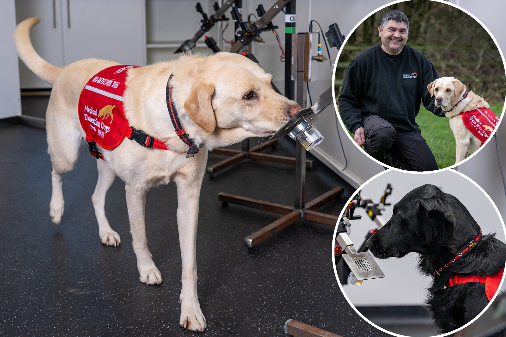 Meet the dogs being trained to sniff out early stage bowel cancer