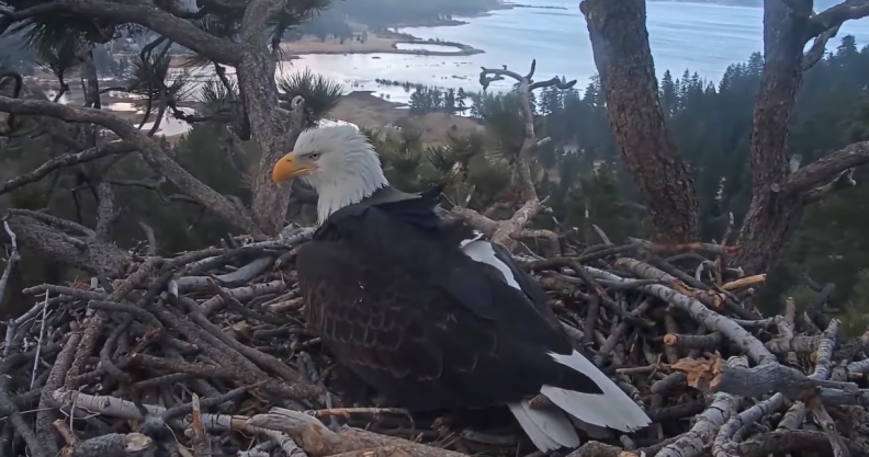 And now there are two. Jackie and Shadow lay second egg