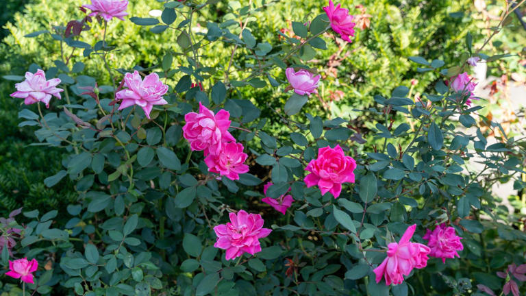 15 Shrubs That Prove Old Fashioned Never Looked So Good