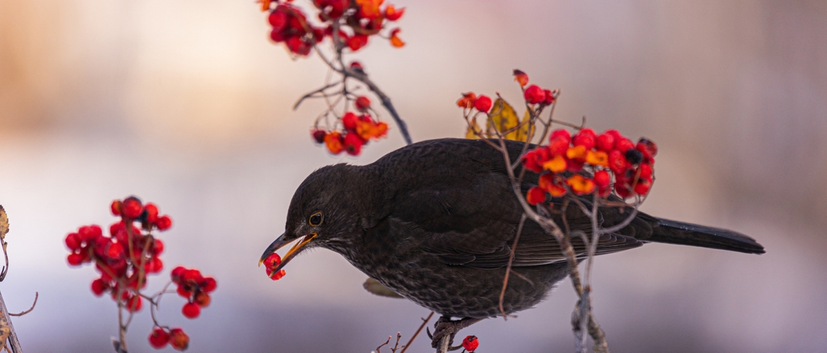 Il significato dei Giorni della Merla. Cosa dice la leggenda e le ...