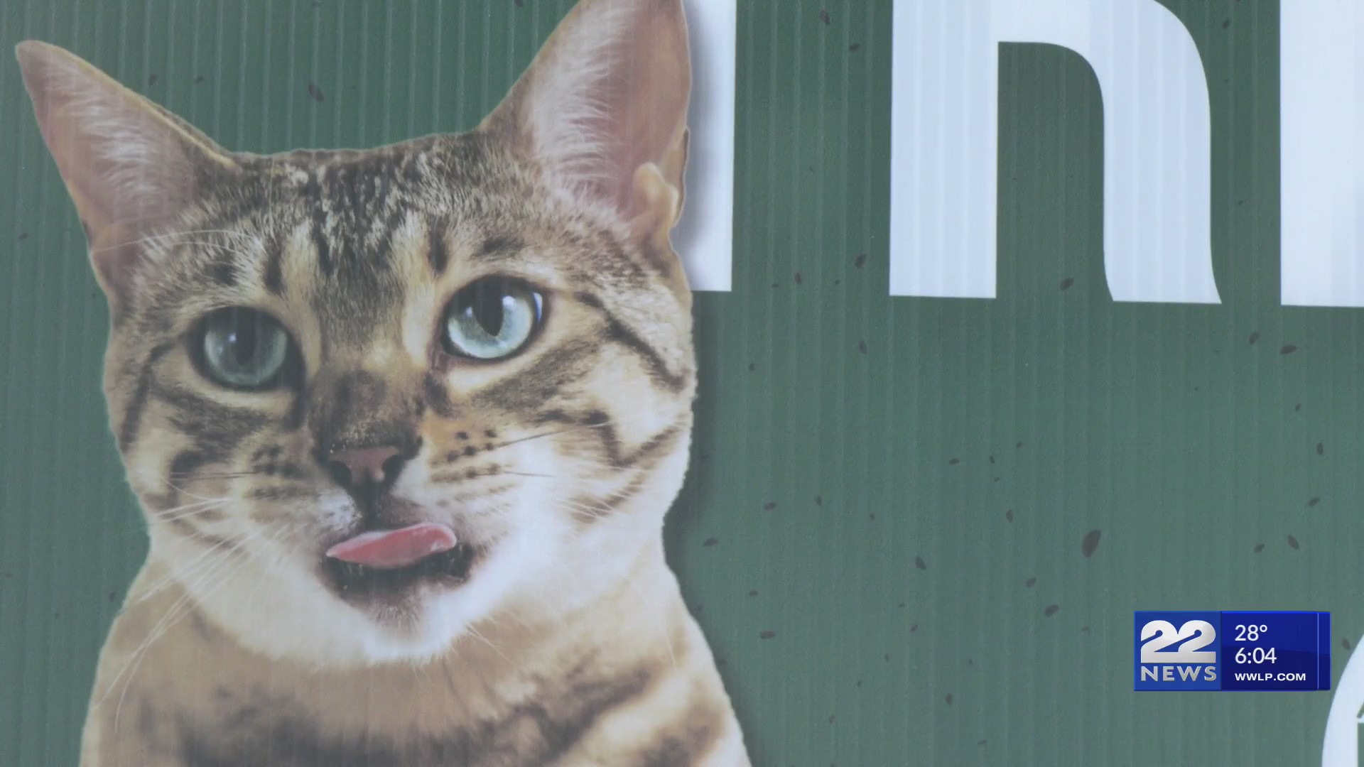 Local animal organizations invite community to build shelters for feral ...