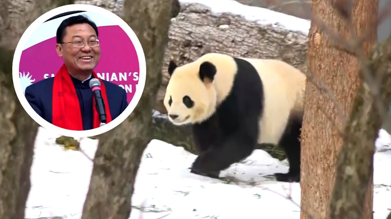 Panda-mania: Washington's National Zoo Introduces Bao Li and Ging Bao ...