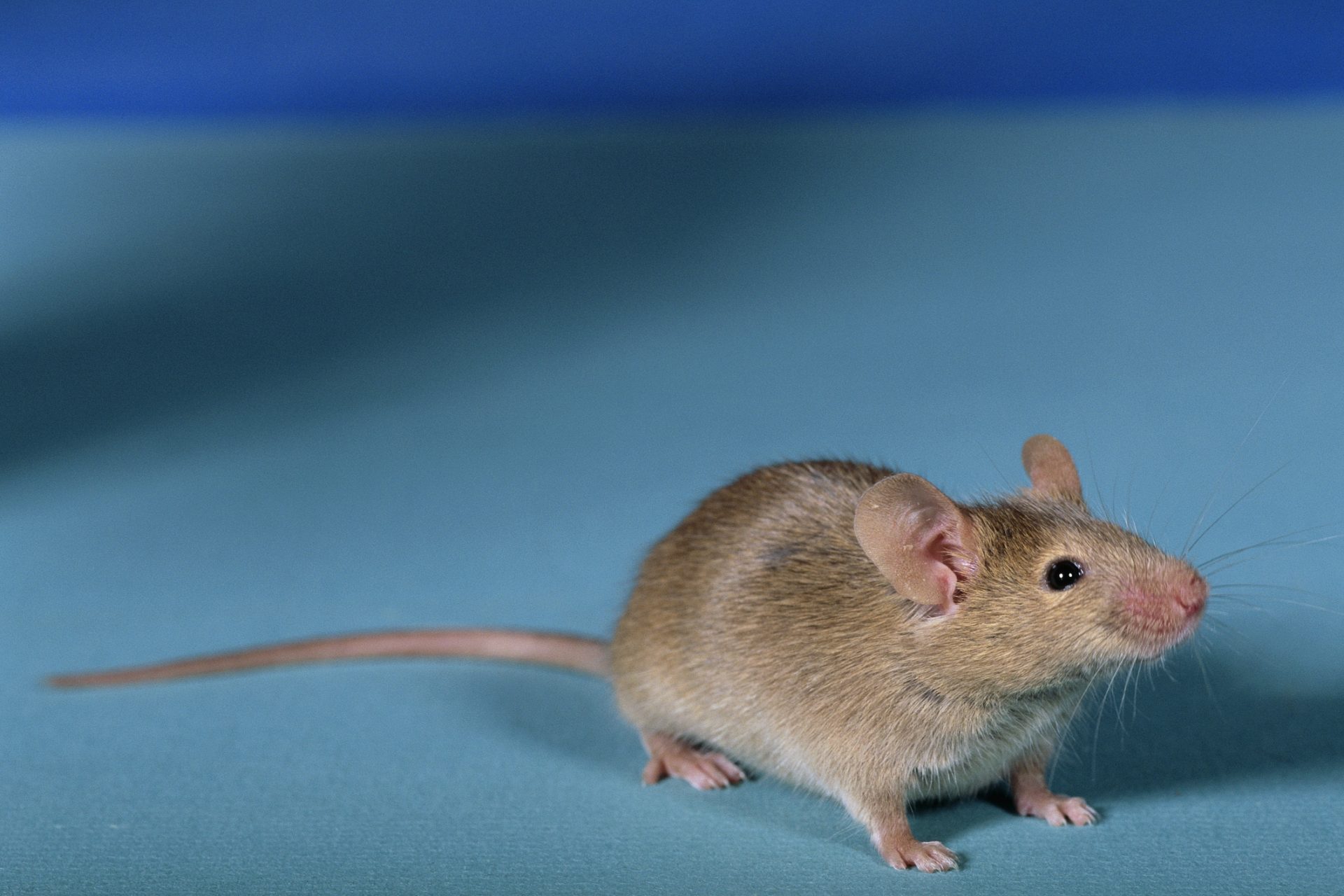 How long do animals live on average?