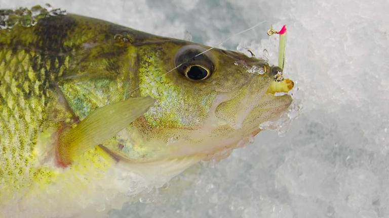 Top 5 Best Perch Rigs for Jumbo Perch Through the Ice