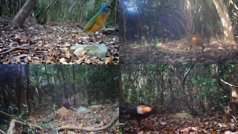 Wildlife camera surveys in Vietnam reveal the conservation importance ...
