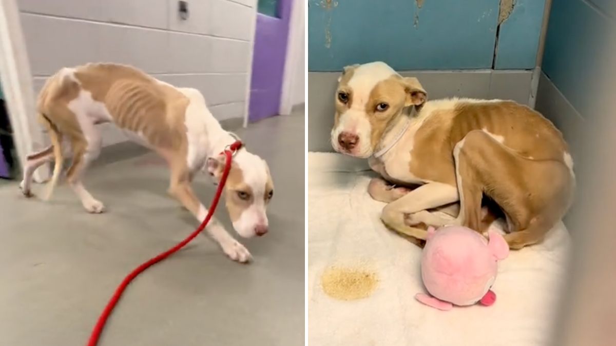 This Emaciated Dog’s Tail Never Stopped Wagging—Then She Found the Love ...