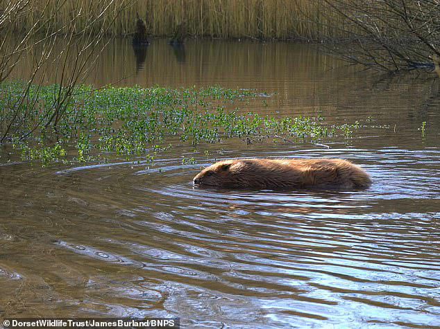 Hunt for pair of beavers which escaped their enclosure after storm