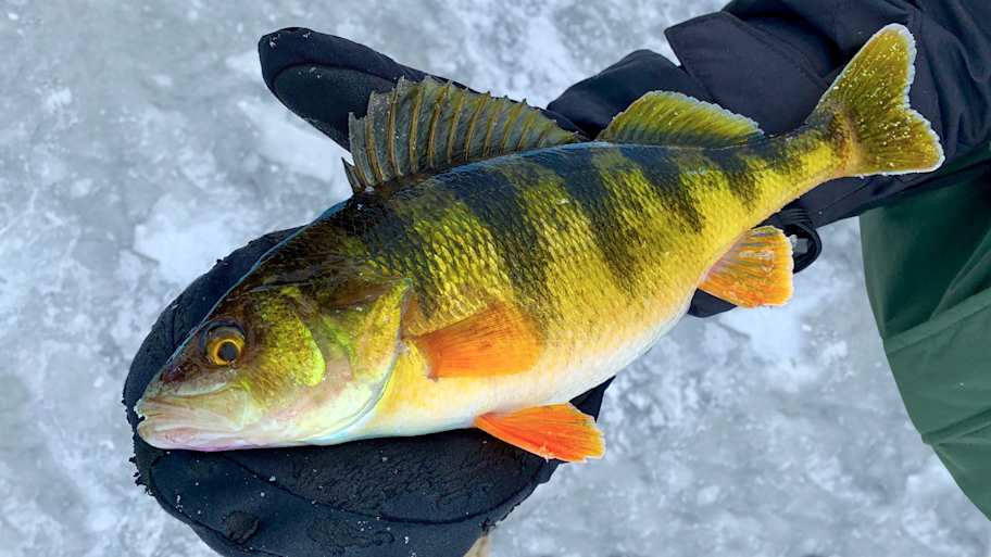 Top 5 Best Perch Rigs for Jumbo Perch Through the Ice